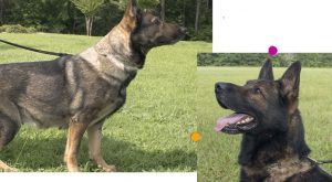 Alabama Canine | Pure-bred German Shepherds – German Shepherds for Sale ...