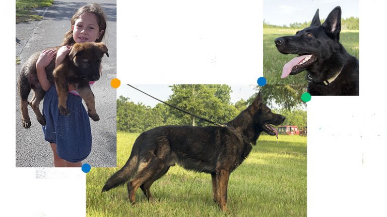 Alabama Canine | Pure-bred German Shepherds – German Shepherds for Sale ...